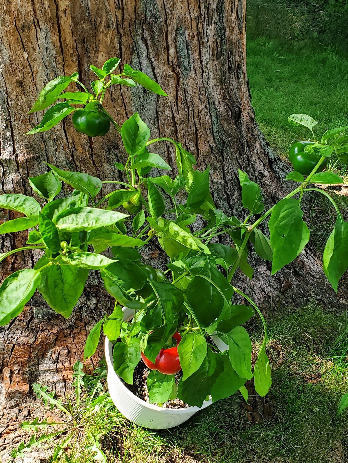 30 Mini Bell Pepper Seeds - Etsy