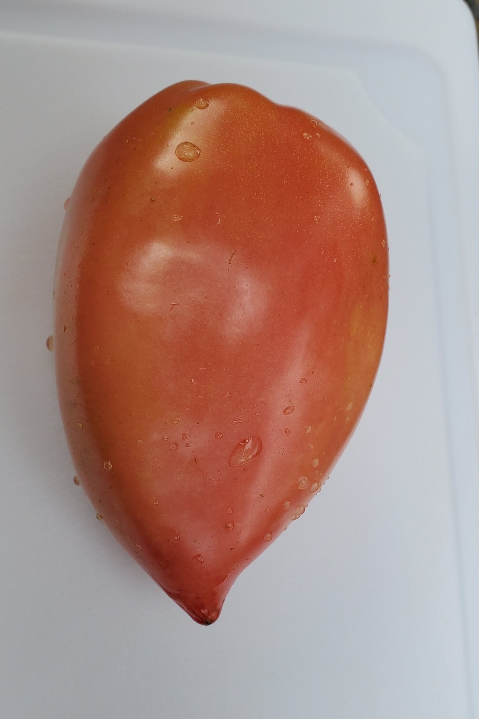Korean Tomato, 25 Korean Tomato Seeds - Etsy
