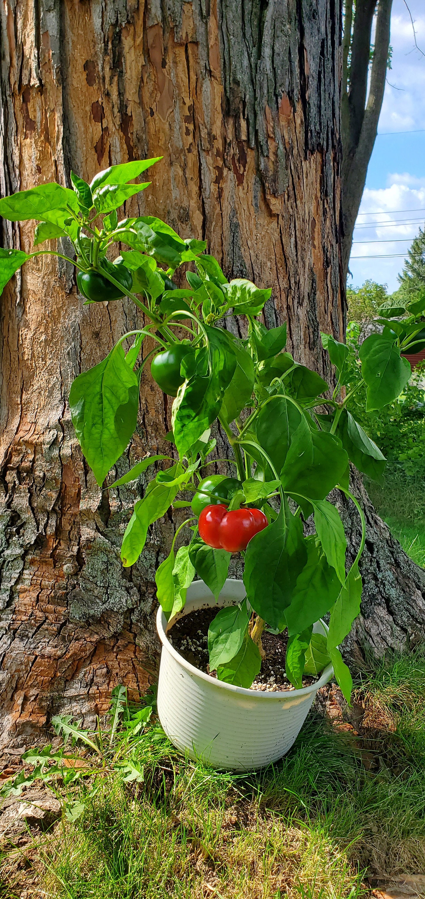 30 Mini Bell Pepper Seeds - Etsy