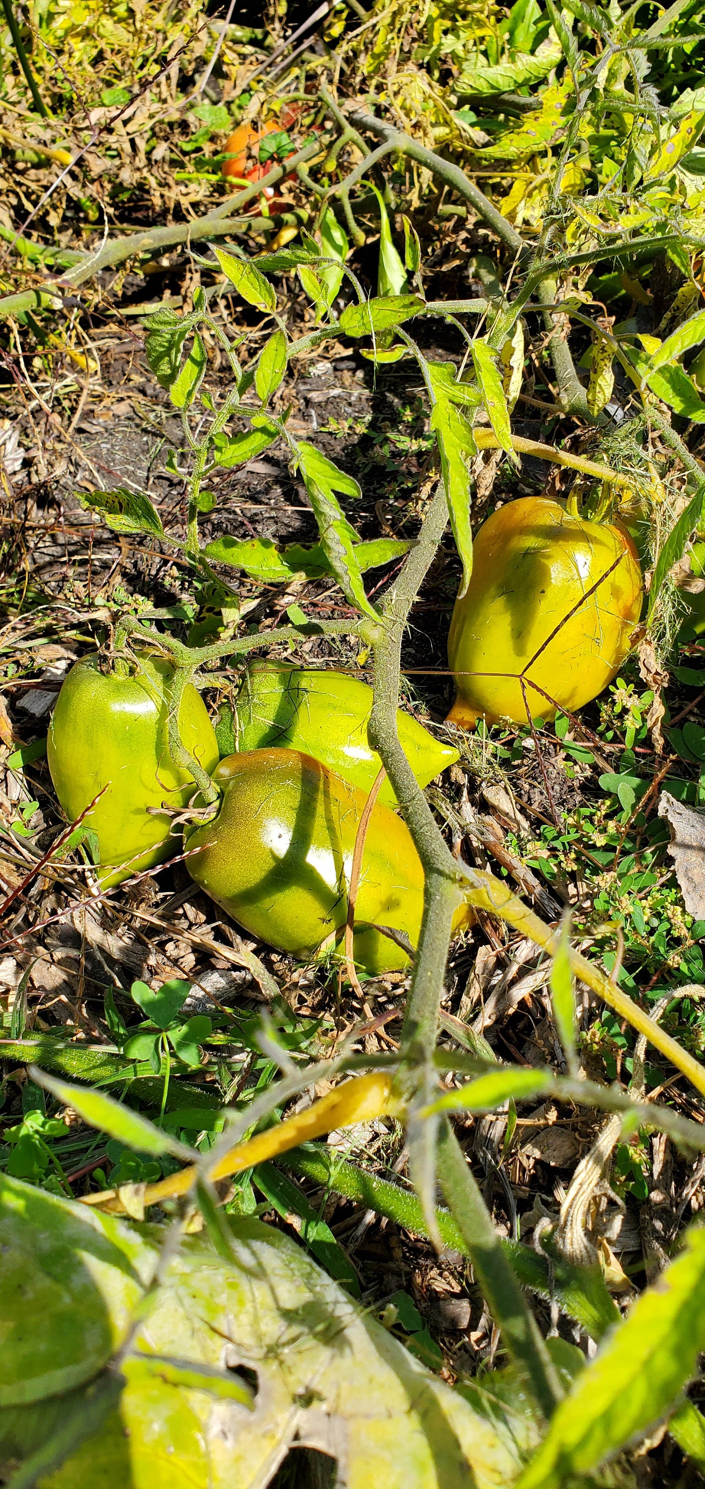 Korean Tomato, 25 Korean Tomato Seeds - Etsy