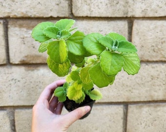 Mini Dragon Fruit Plant - Etsy