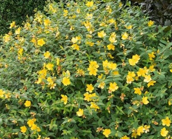 Hypericum Hidcote
