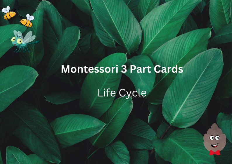 Montessori Life Cycle 3 Part Flash Cards - Ladybug, Butterfly, Frog ...