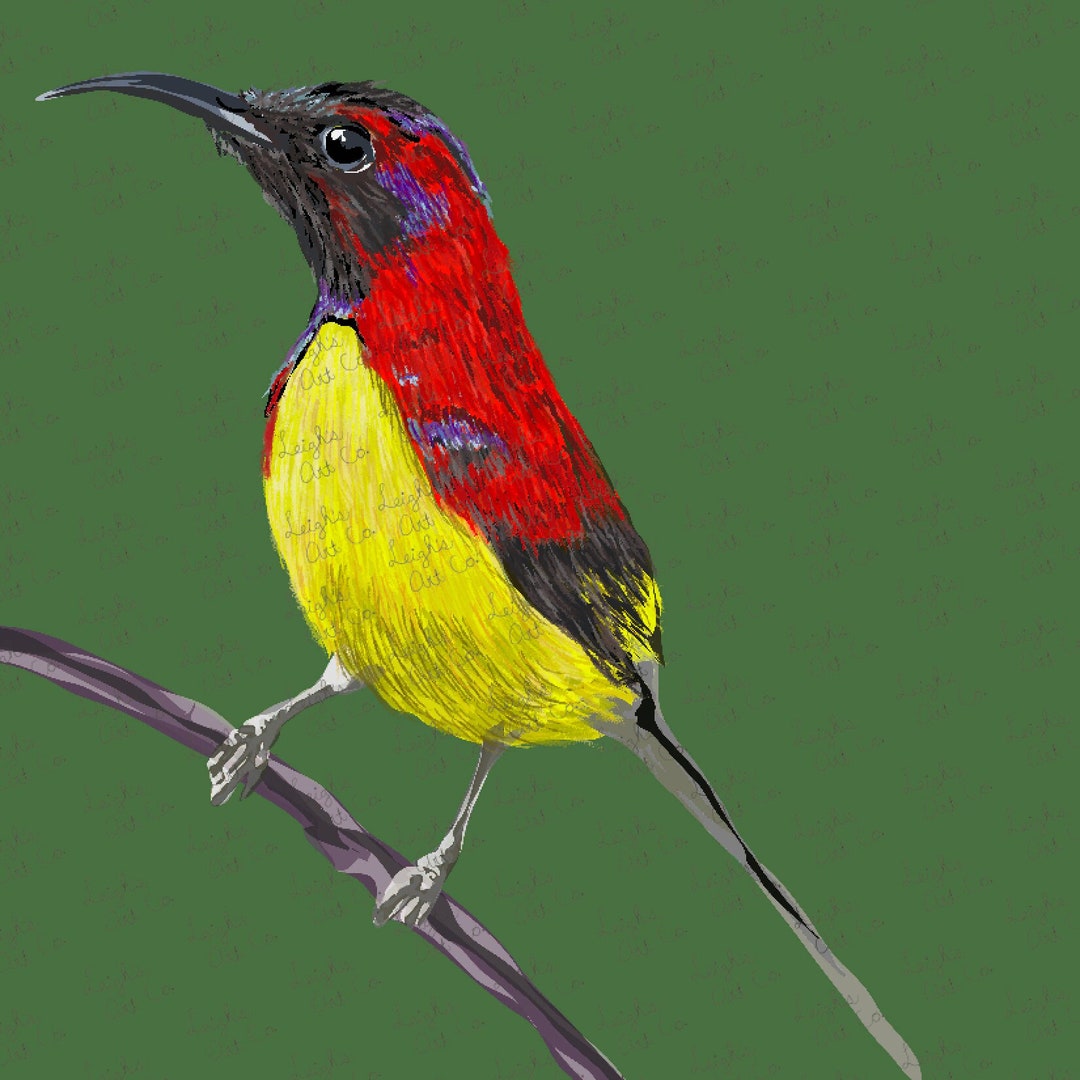 Mrs Goulds Sunbird Hand Drawn Digital Art Clipart Printable ...