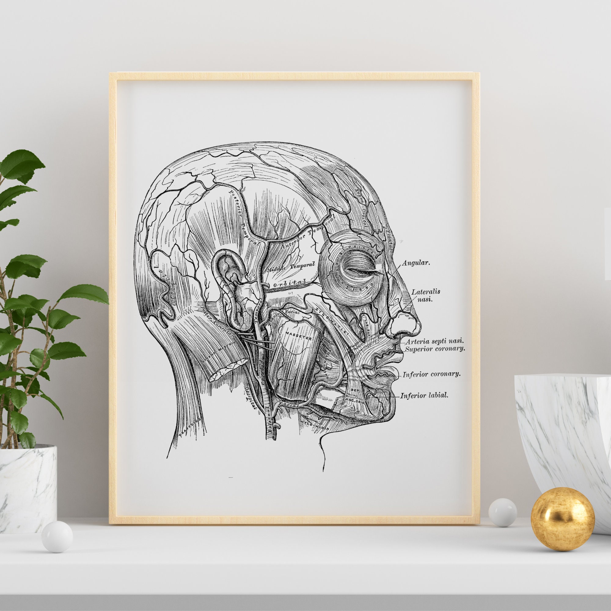 ANATOMY WALL ART, Digital Printable Minimalist Art Anatomy and ...