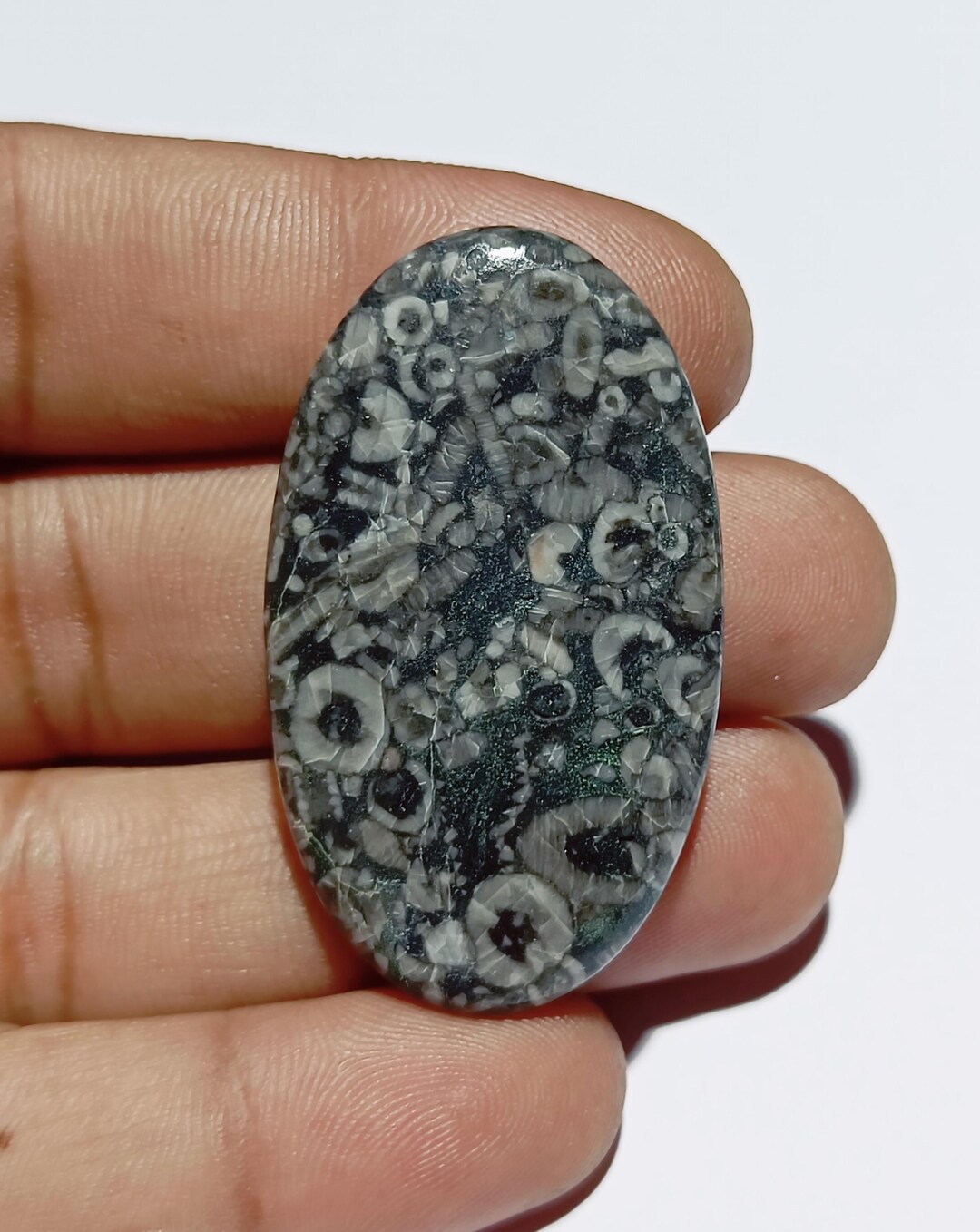 Crinoid Fossil Cabochon: Natural Stone for Jewelry Making (46x26x5.6 MM ...