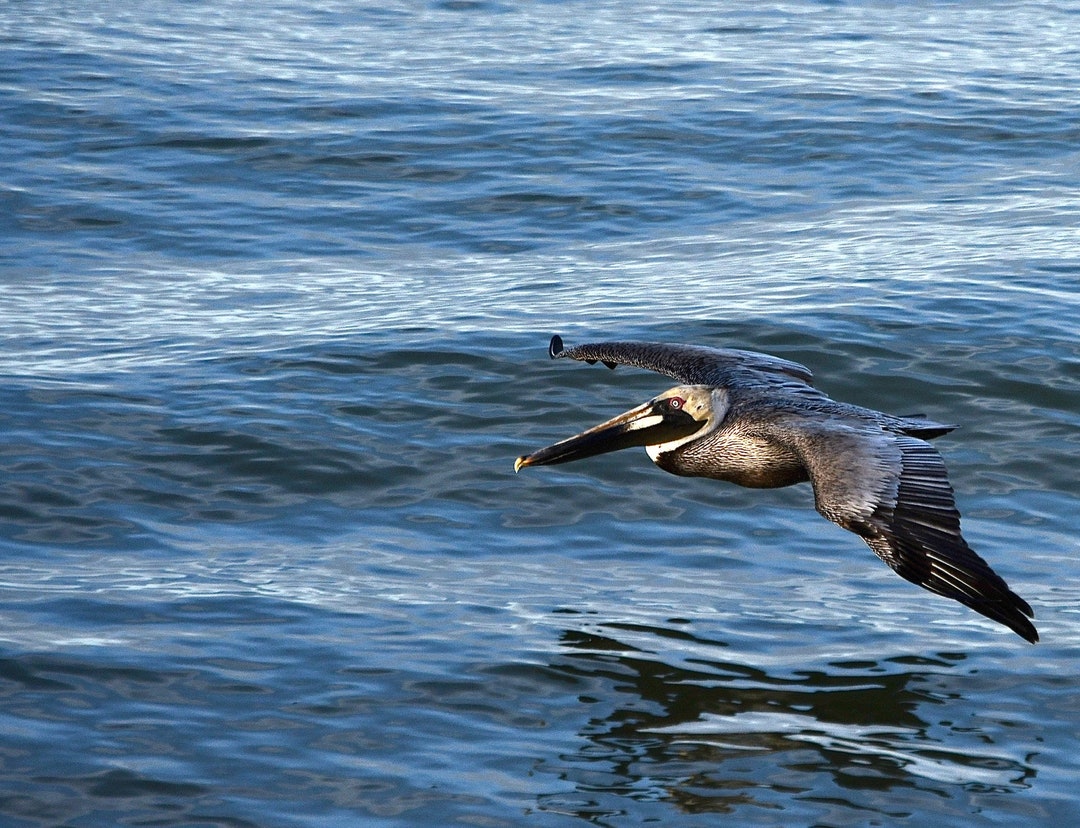 Pelican-6 - Etsy