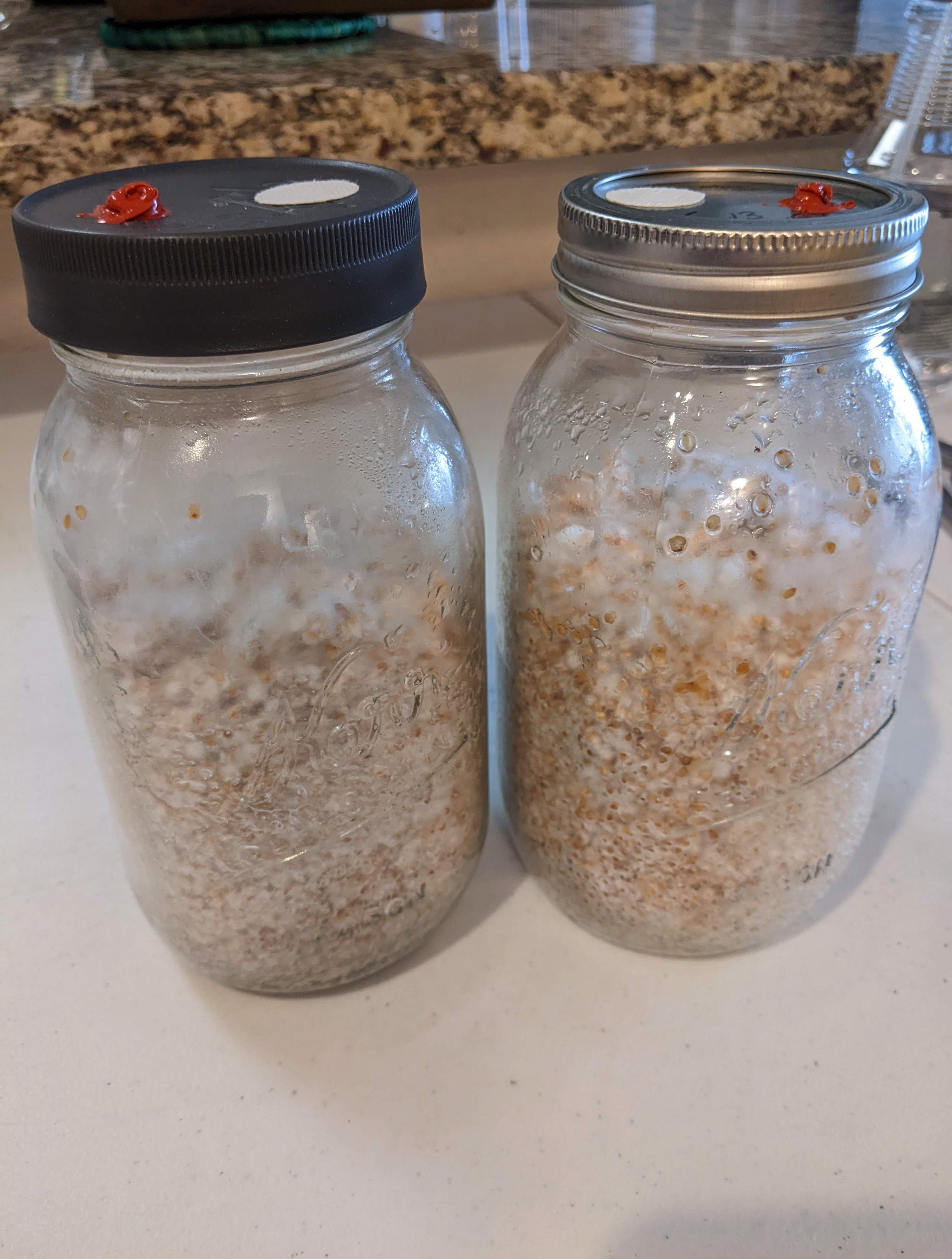 4 X 32 Oz. White Millet Grain Spawn Jars - Sterilized With Injection ...