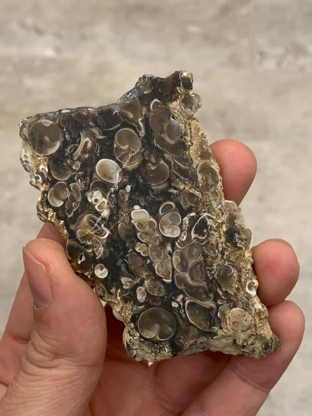 Fossilized Turritella Shell Slab #1 (crystal, Mineral, Specimen, Druzy ...