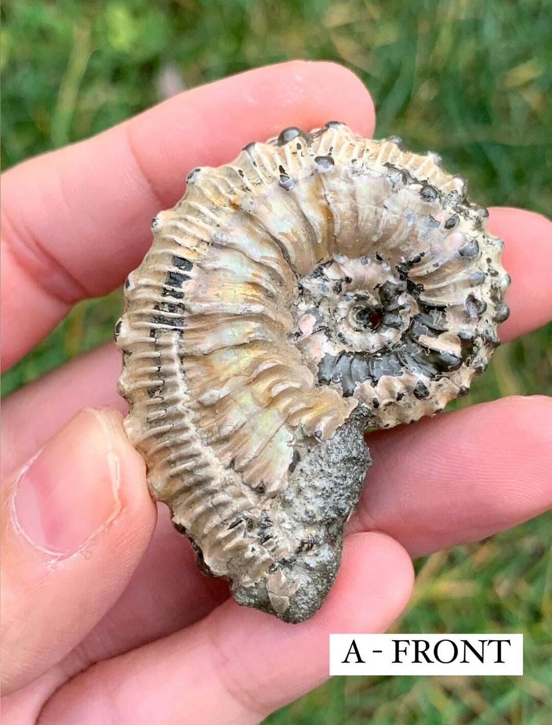 Rare Ammolite Coated Ammonite Fossils (crystal, Mineral, Specimen ...