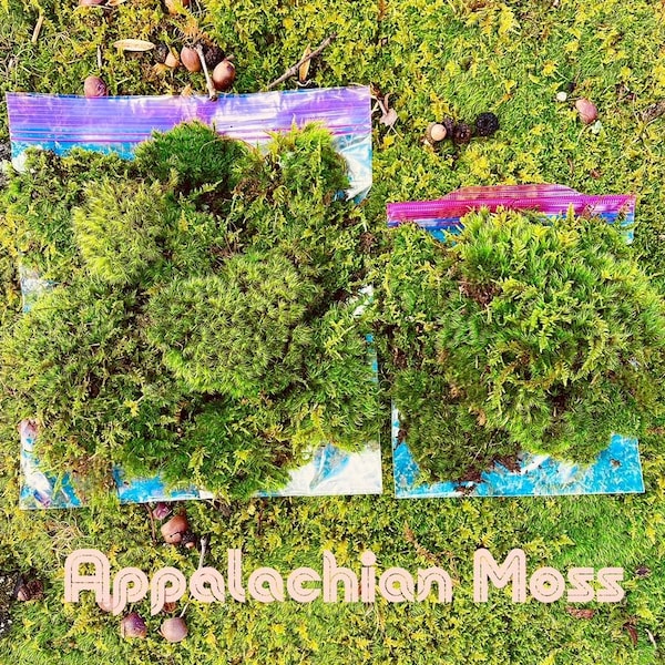 Live Moss - Etsy