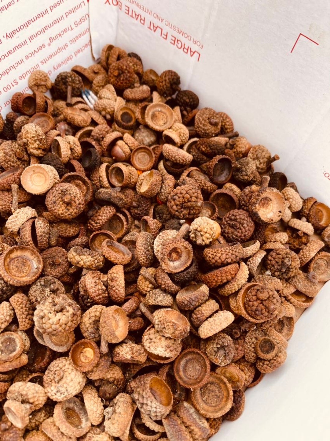 50+large-medium Acorn Caps, Acorns for Handcrafts, Real Dried Acorn ...