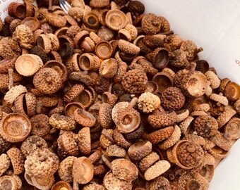 50 Acorn Caps - Etsy