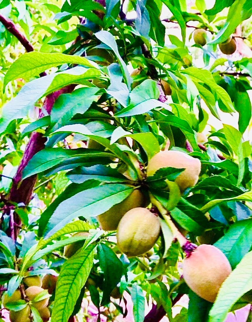 Patio Peach Tree Prunus Persica Bonfire Peach Tree 5 - Etsy