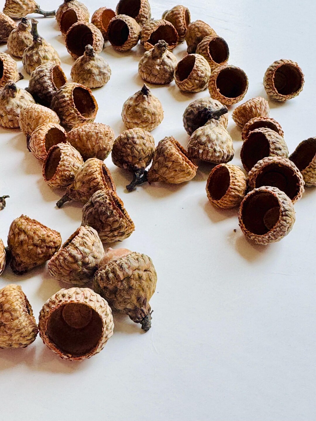 50+ Acorn Caps, Black Oak Acorn Caps for Cracting, Home Decor, Vase ...