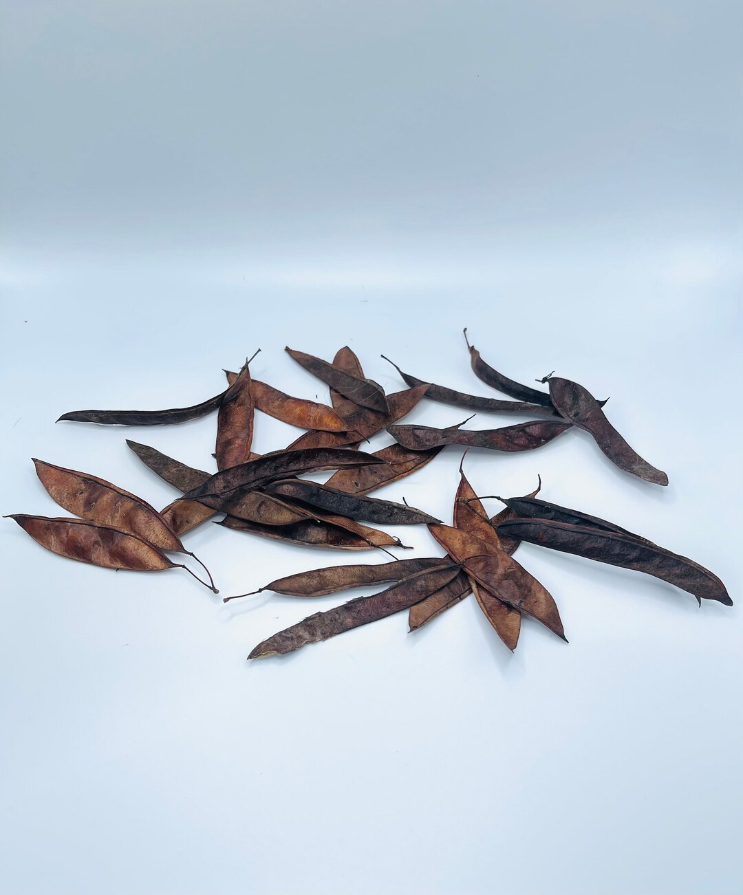 25+ Redbud Tree Seed Pods, Forest Craft, Woodsy Decor, Natural Forest ...