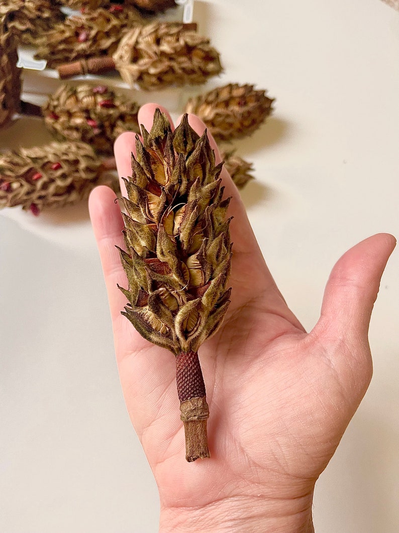 7 Southern Magnolia Seed Pods Magnolia Seed Cone Magnolia - Etsy