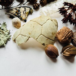 Ultimate Forest Finds, Dried Forest Mix, Forest Art, Educational ...