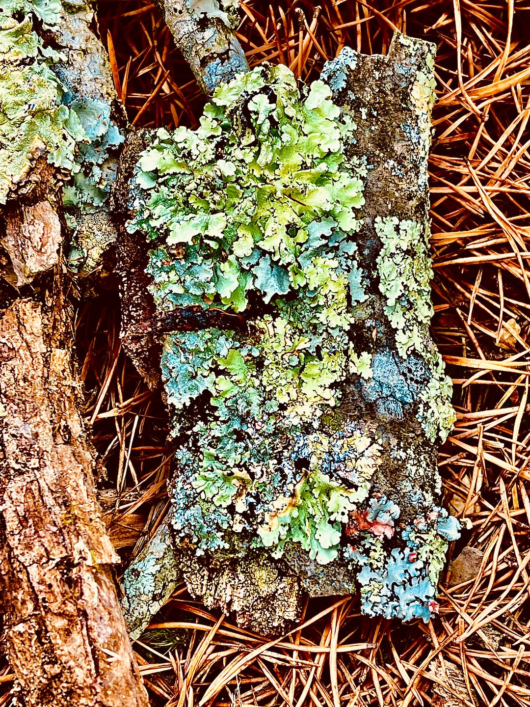 Natural Tree Bark With Lichens , Gal Bag Uniquely Filled, Oak Bark ...