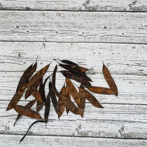 25+ Redbud Tree Seed Pods, Forest Craft, Woodsy Decor, Natural Forest ...