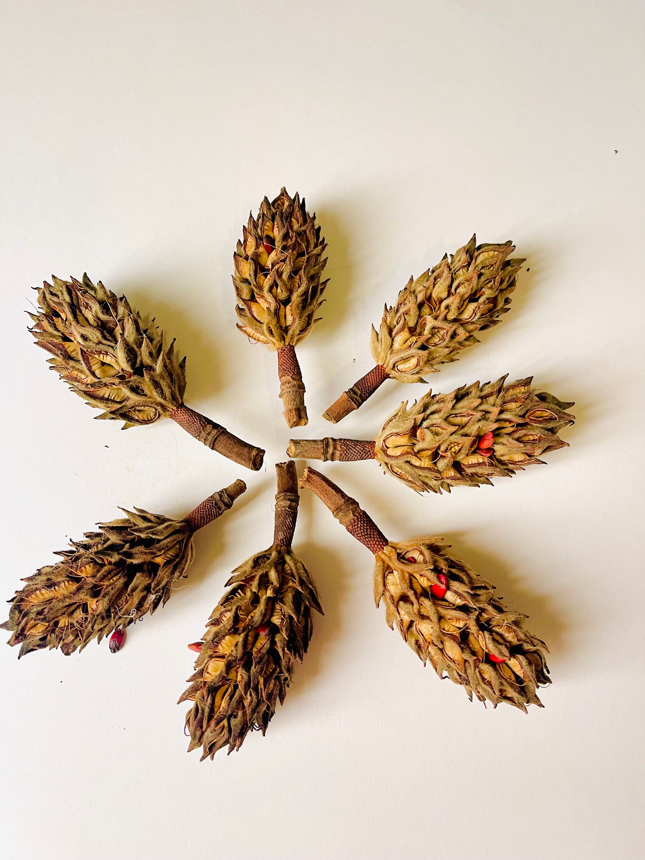 7 Southern Magnolia Seed Pods, Magnolia Seed Cone, Magnolia Grandiflora ...