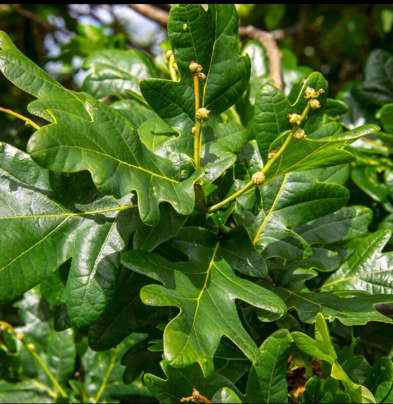Eastern White Oak Tree Cuttings 6 Cuttingseastern White - Etsy