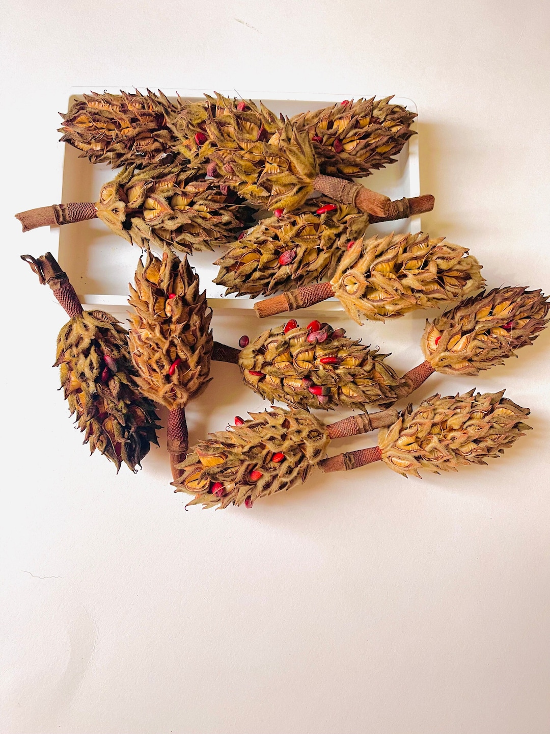 7 Southern Magnolia Seed Pods, Magnolia Seed Cone, Magnolia Grandiflora ...