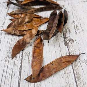25+ Redbud Tree Seed Pods, Forest Craft, Woodsy Decor, Natural Forest ...