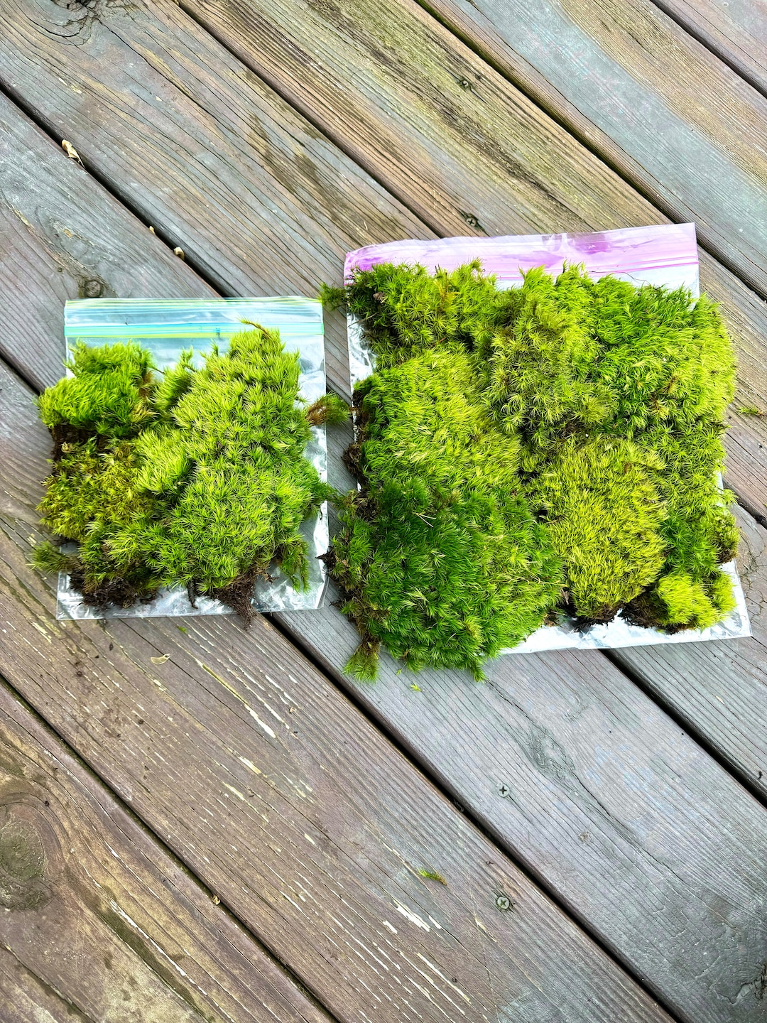 Quart Bag of Fresh Moss Mix, Mood Moss,leucobryum Glaucum, Vivarium ...