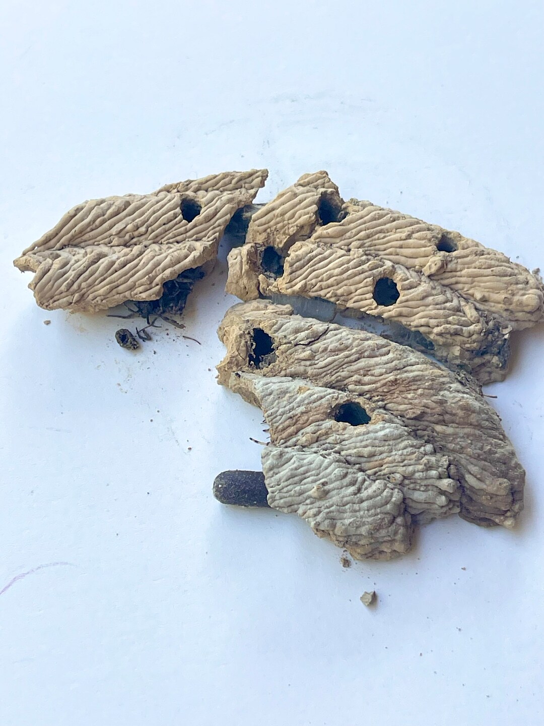 Dirt Dauber Nest, Pipe Organ Wasp Nest, Mud Dauber Nest, Nature Decor ...