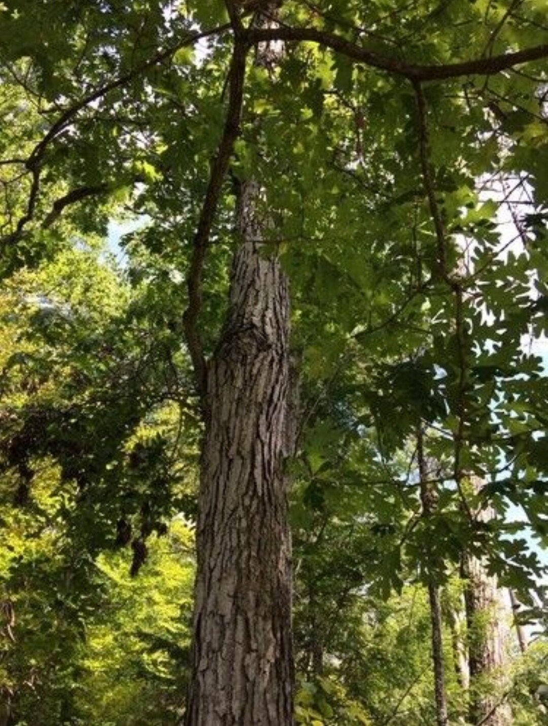 Eastern White Oak Tree Cuttings, 6 Cuttings,eastern White Oak, Stave ...