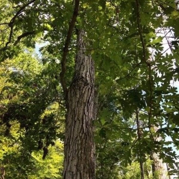 White Oak Tree - Etsy