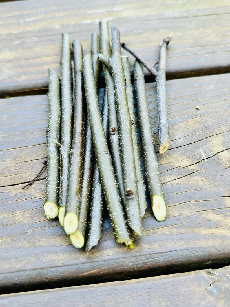 Black Cherry Tree Cuttings: Prunus Serotina Scions, Grafting - 10+ - Etsy