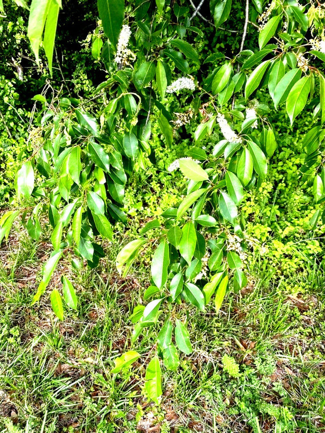 10+ Black Cherry Tree Cuttings: Prunus Serotina Scions, Grafting - Etsy
