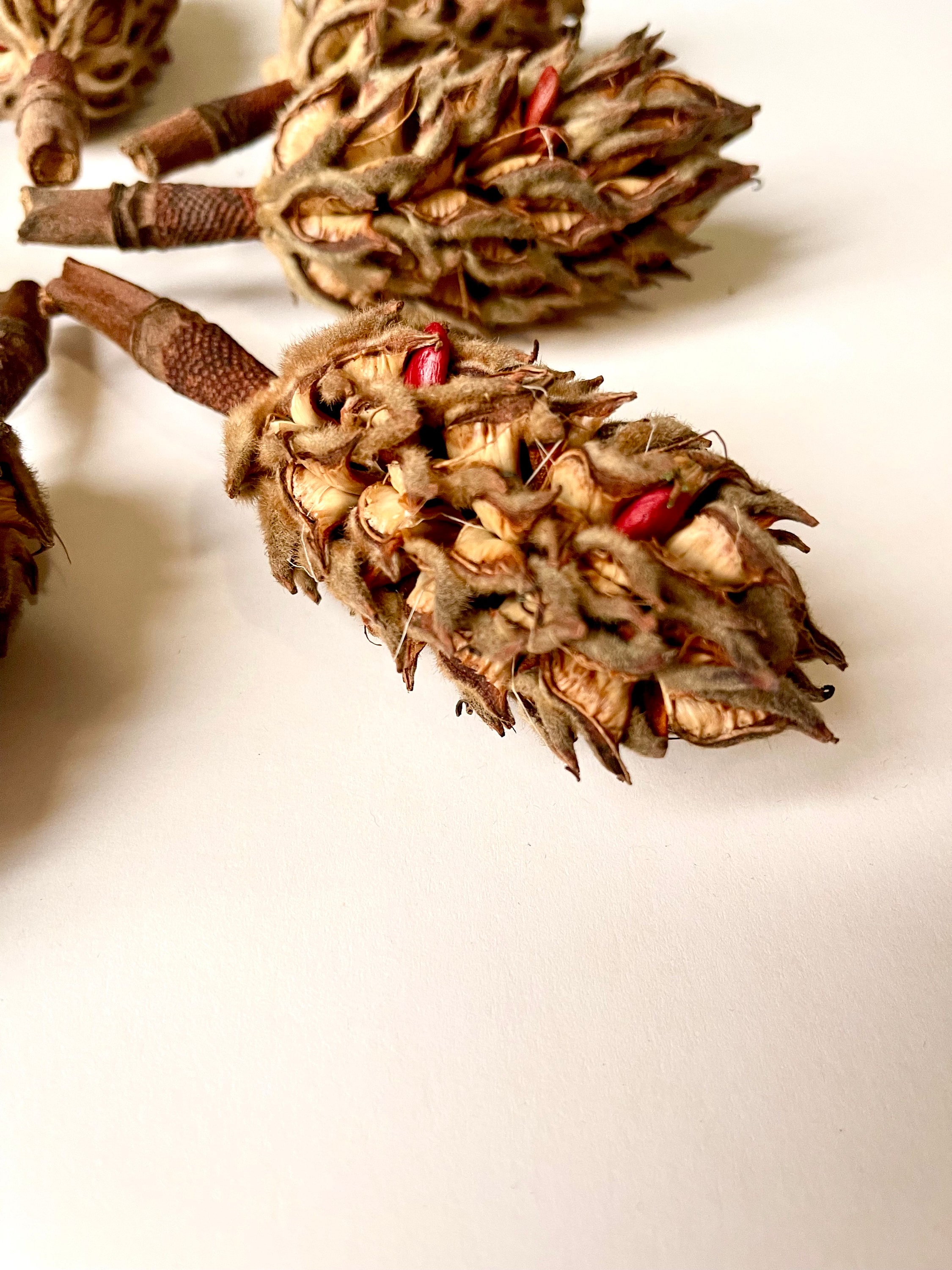 7 Southern Magnolia Seed Pods, Magnolia Seed Cone, Magnolia Grandiflora ...