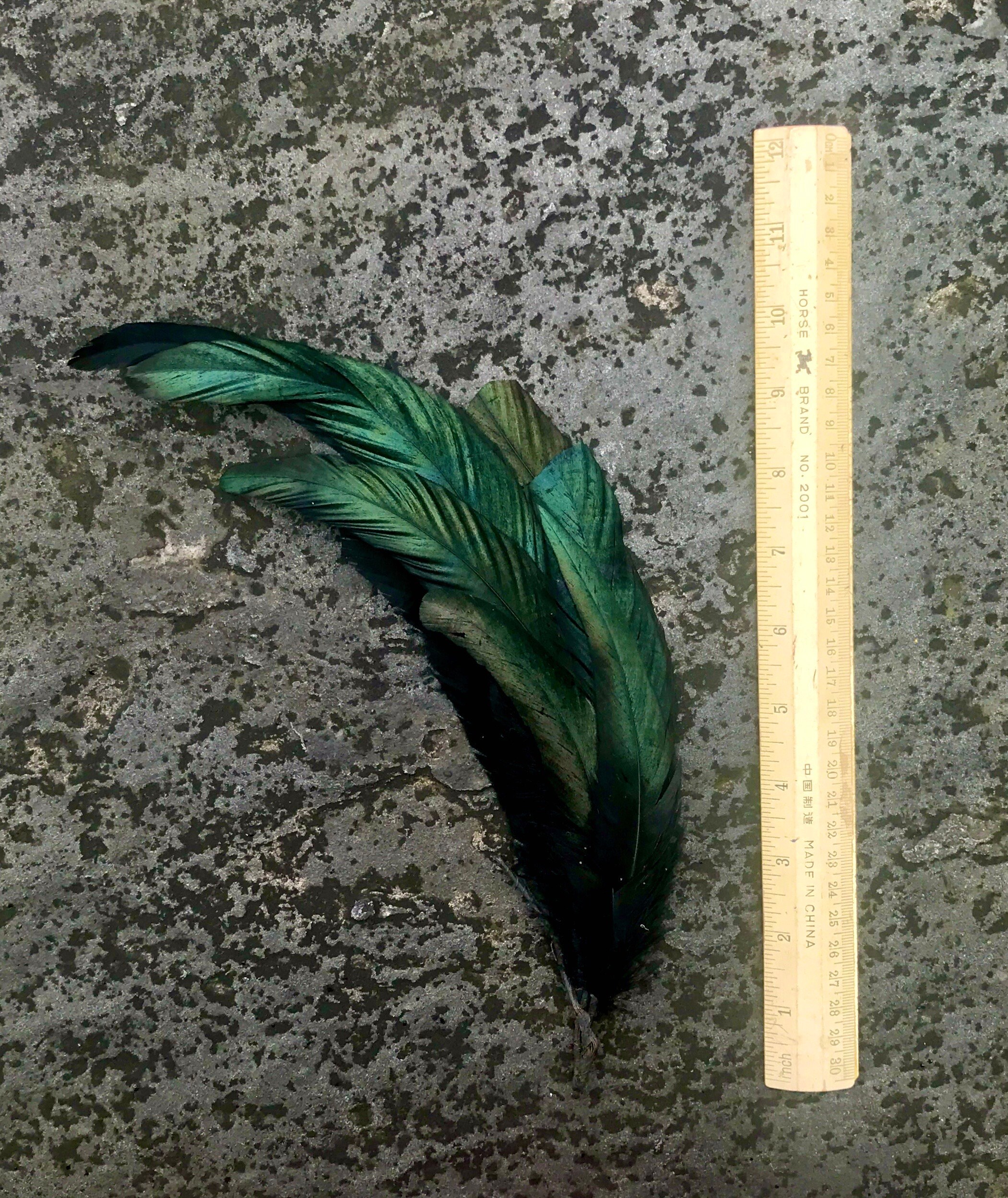 Antique Hat Plumes, Different Feather Types. Purchased in NYC Ca Year ...