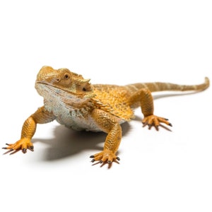 Bearded Dragon Lizard Plastic Toy Model Figure for Diorama Vivarium or ...