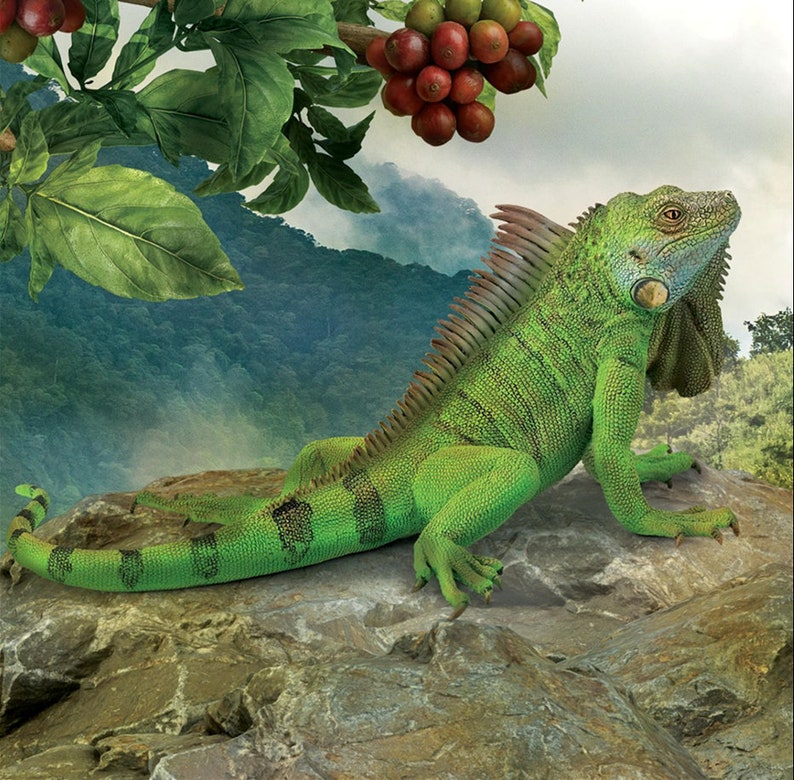 Iguana Lizard Plastic Toy Model Figure for Diorama Vivarium or Cake ...