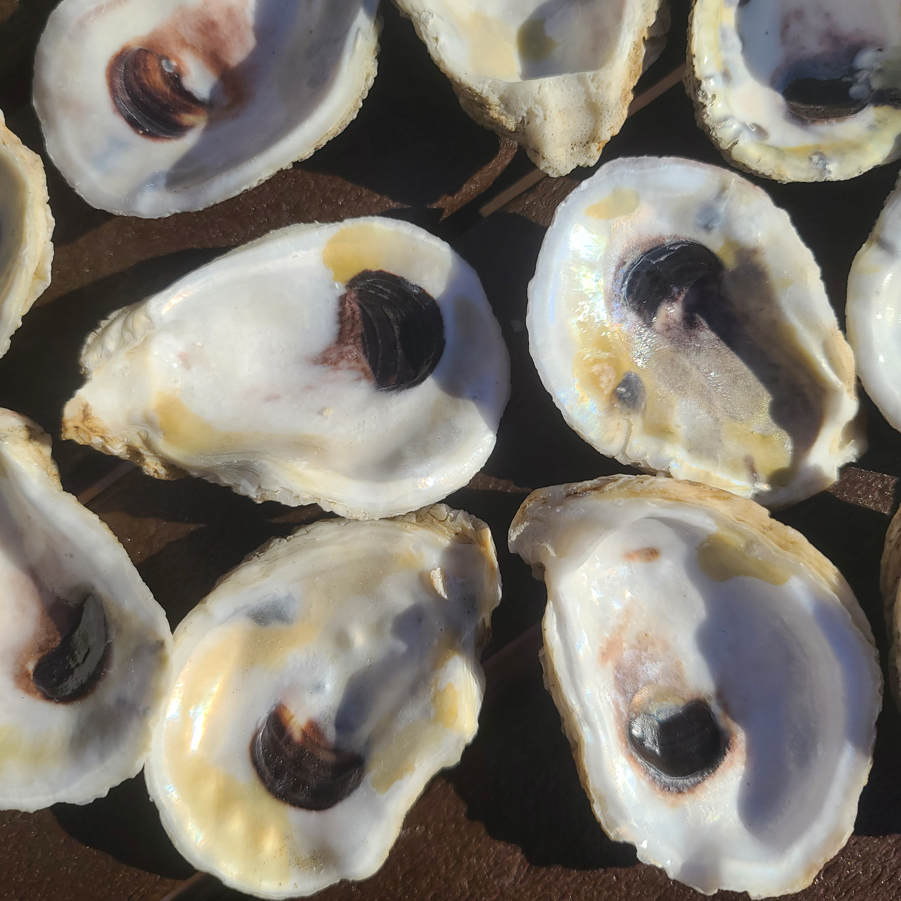 Mixed Bag of Oyster Shells 2-3 Inch - Etsy