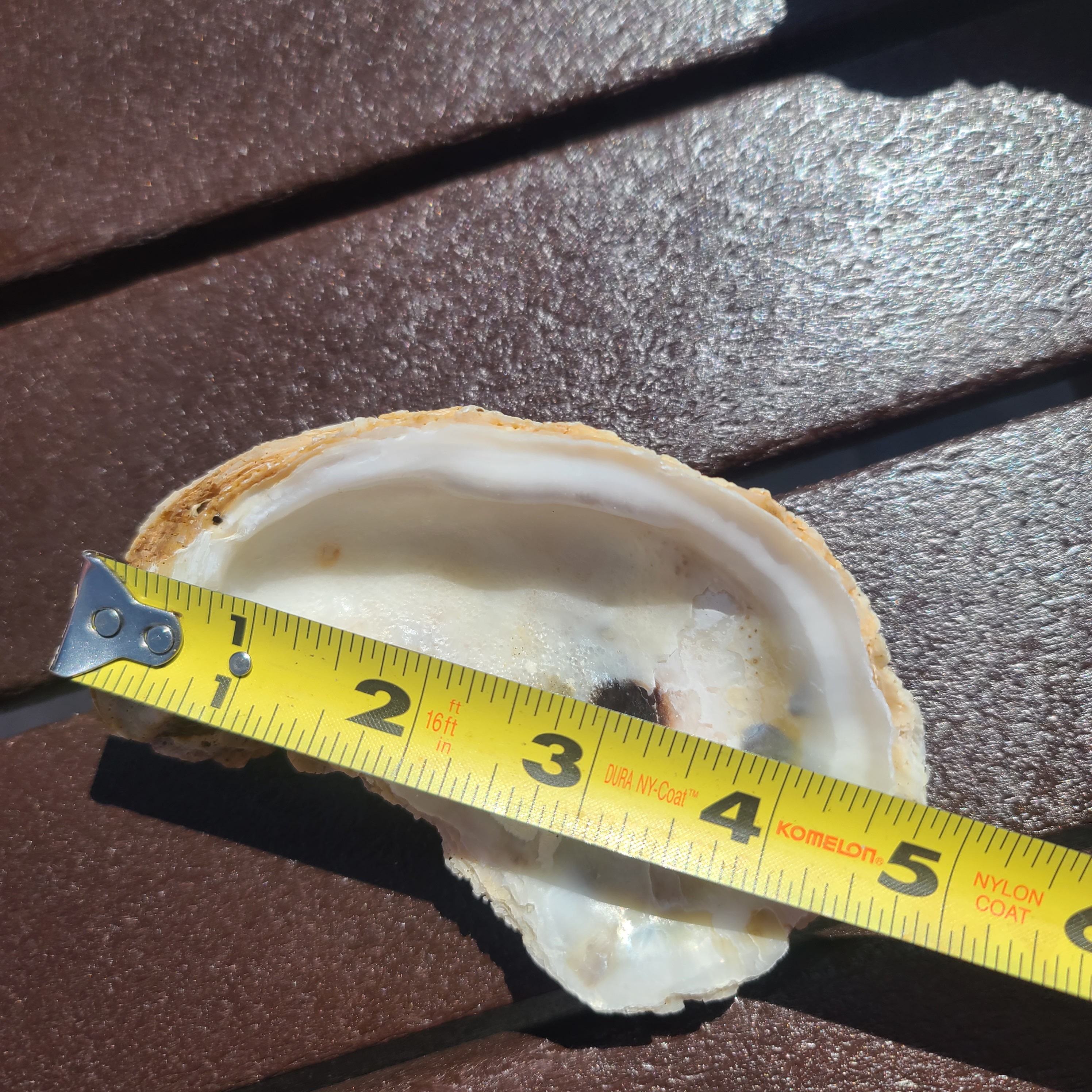 Mixed Bag of Oyster Shells 4-5 Inch - Etsy