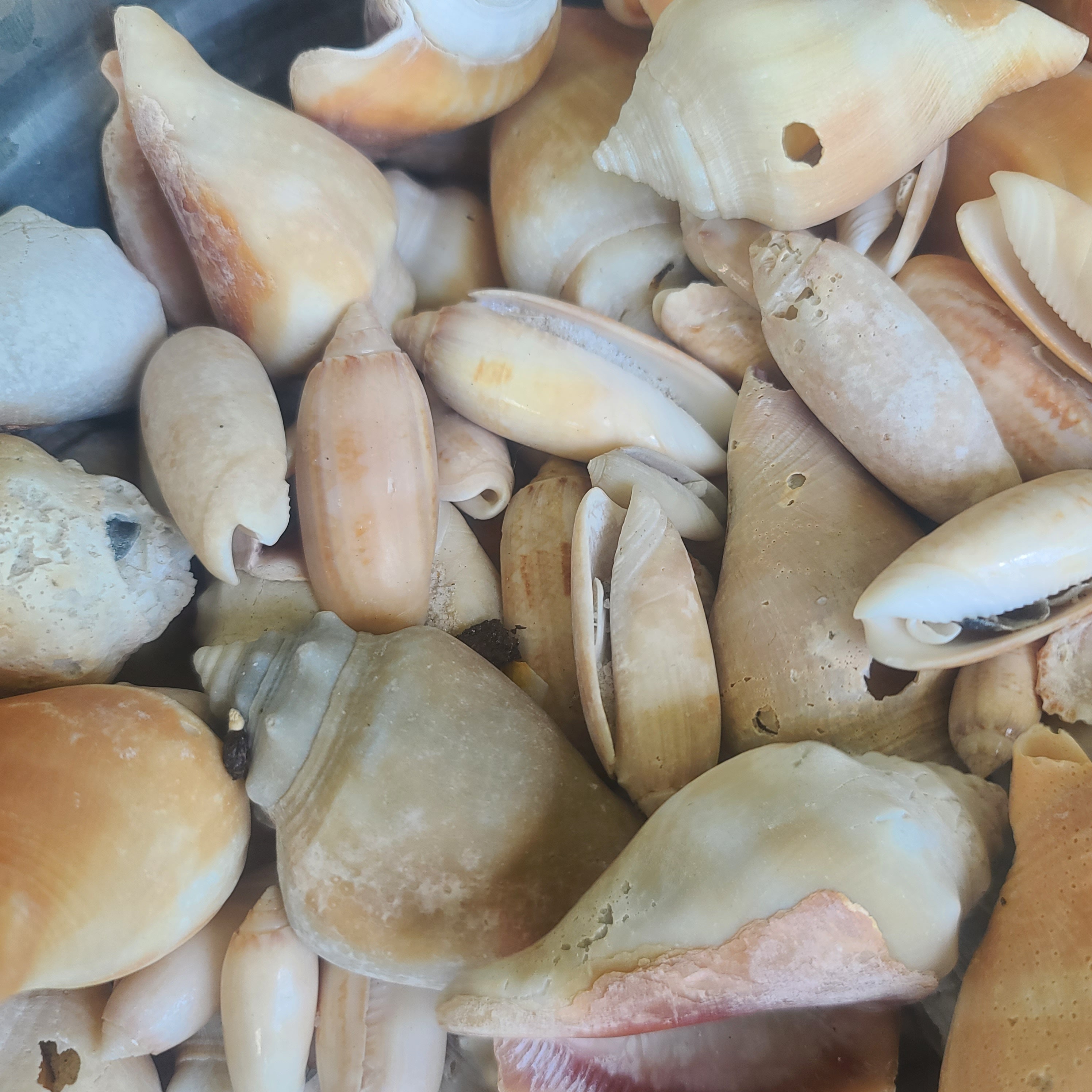 Mixed Bag of Seashells. - Etsy