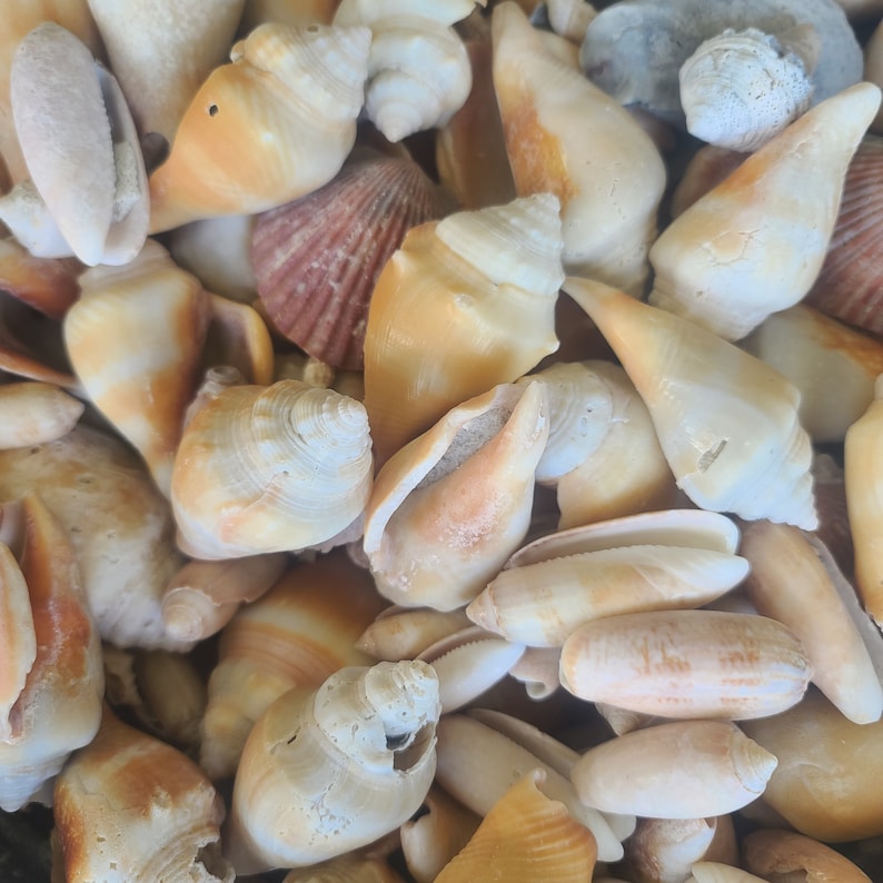 Mixed Bag of Seashells. - Etsy