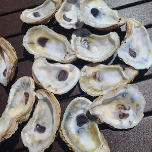 Mixed Bag of Oyster Shells 3-4 Inch - Etsy