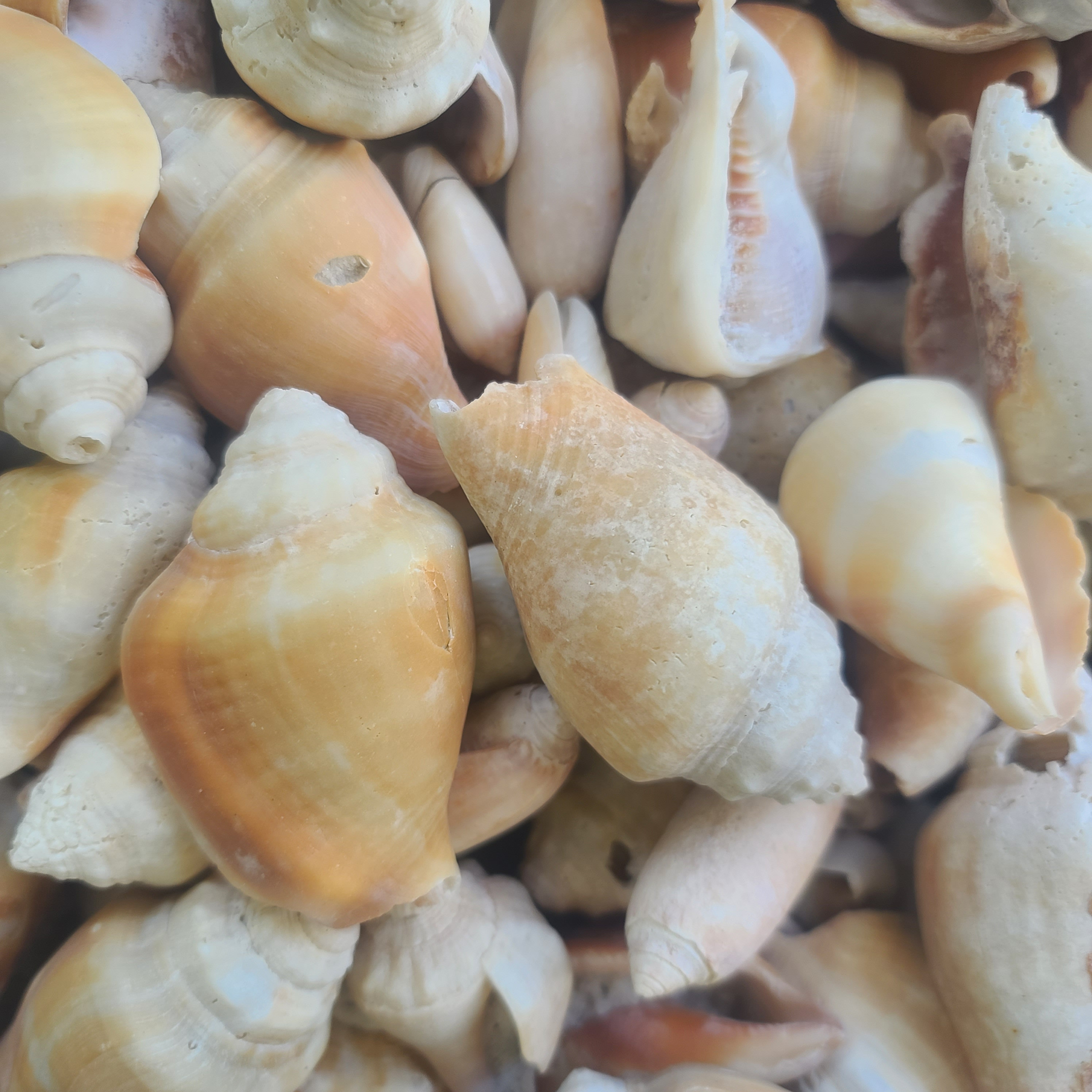 Mixed Bag of Seashells. - Etsy