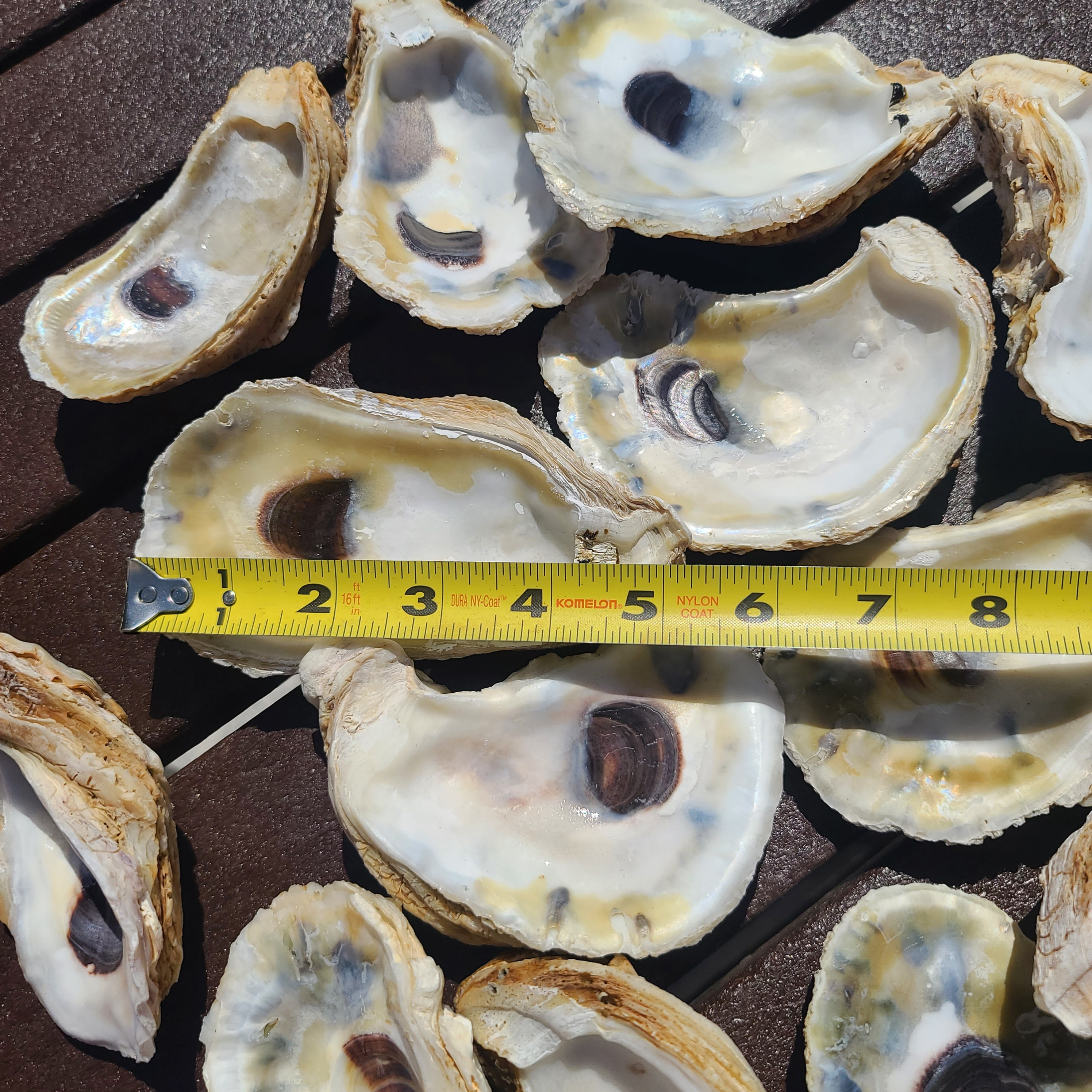 Mixed Bag of Oyster Shells 4-5 Inch - Etsy