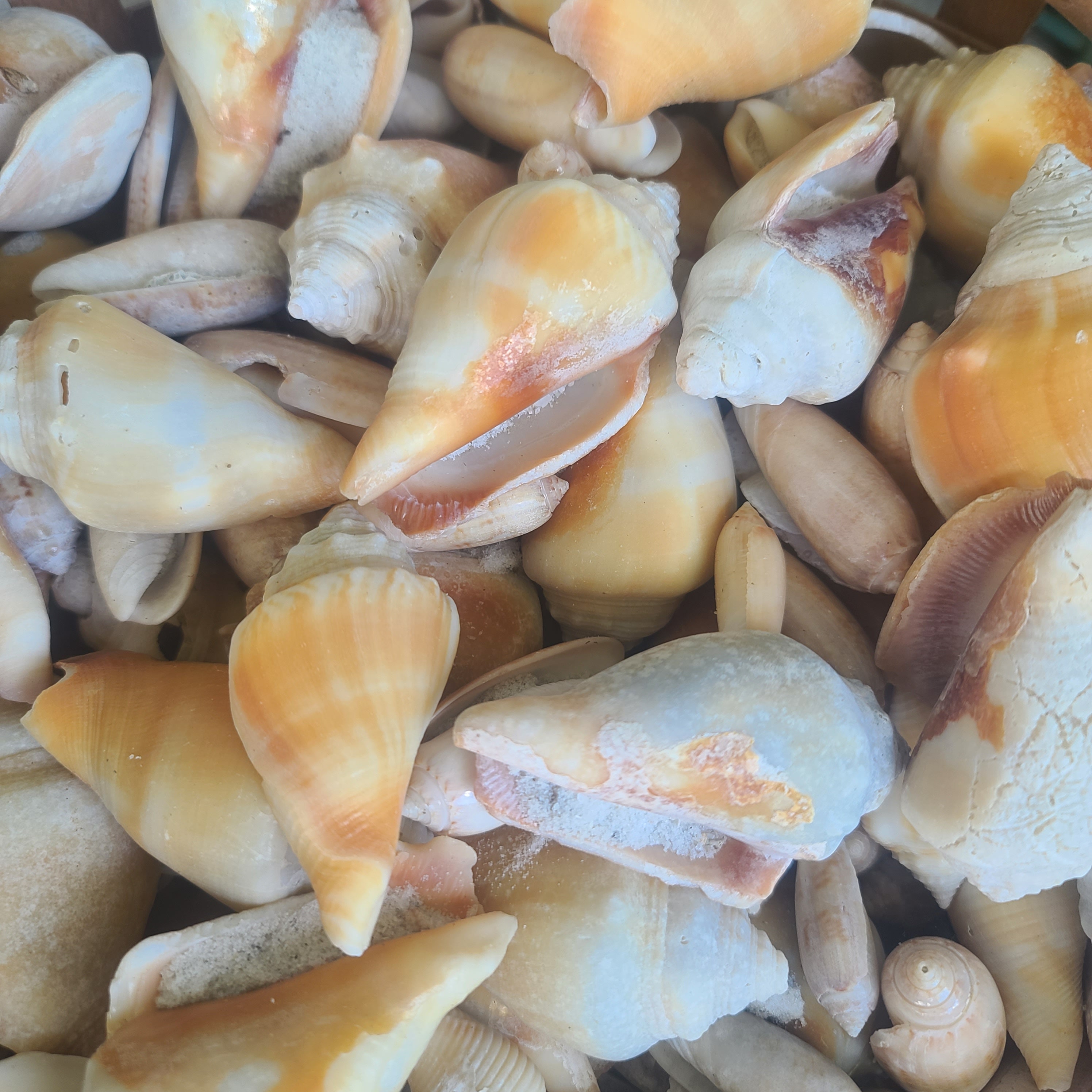 Mixed Bag of Seashells. - Etsy