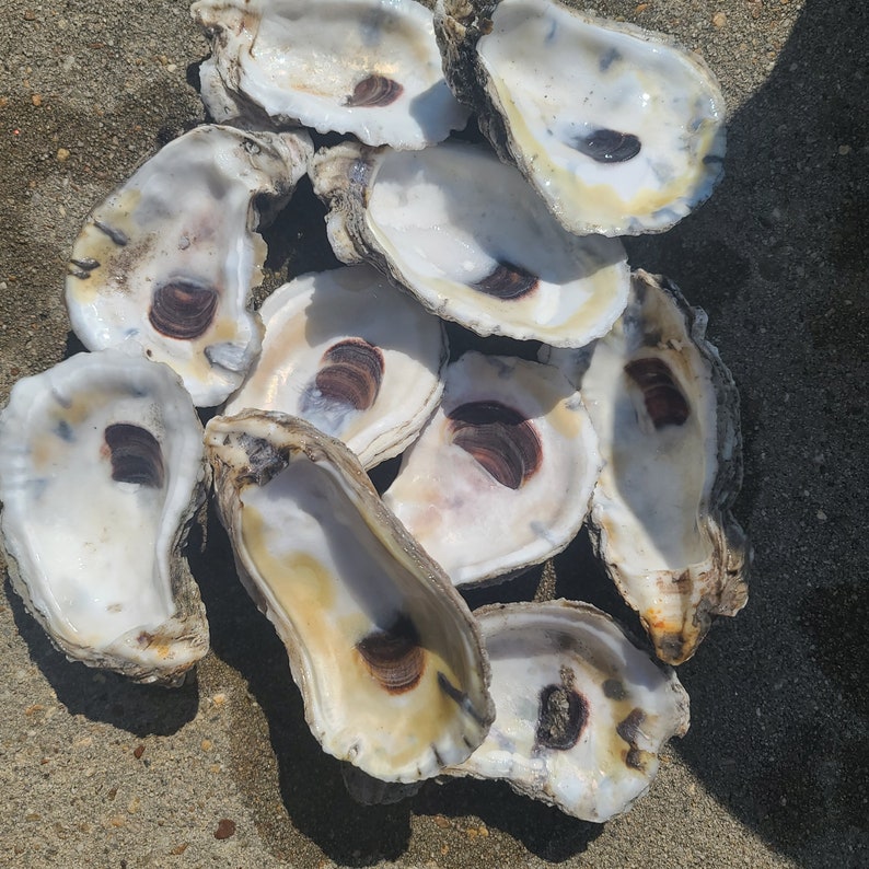 Mixed Bag of Oyster Shells 3-4 Inch - Etsy