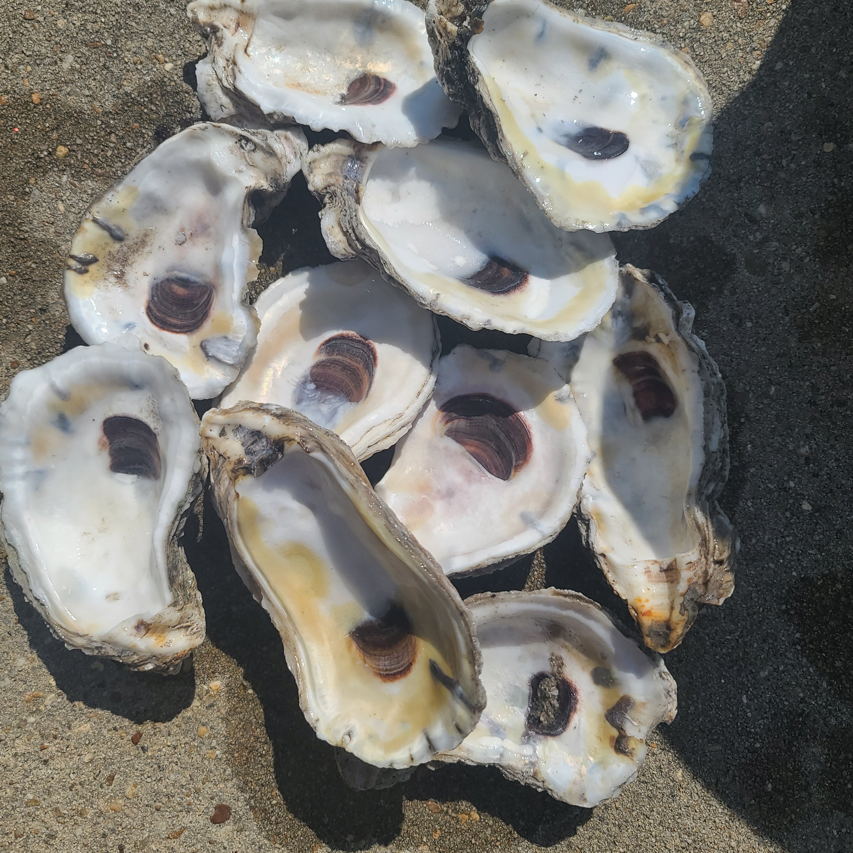 Mixed Bag of Oyster Shells 3-4 Inch - Etsy