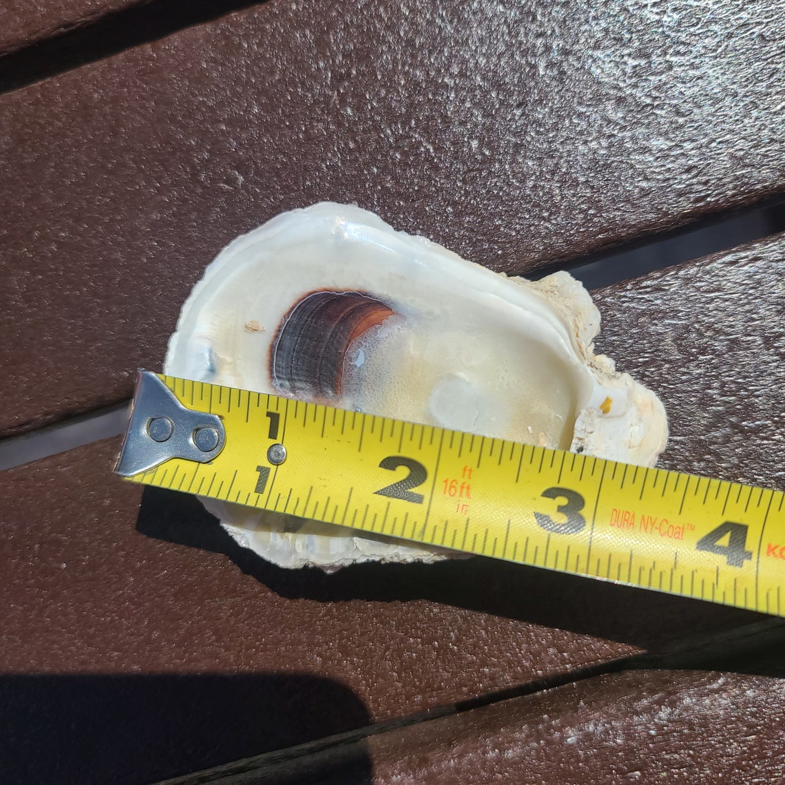 Mixed Bag of Oyster Shells 3-4 Inch - Etsy