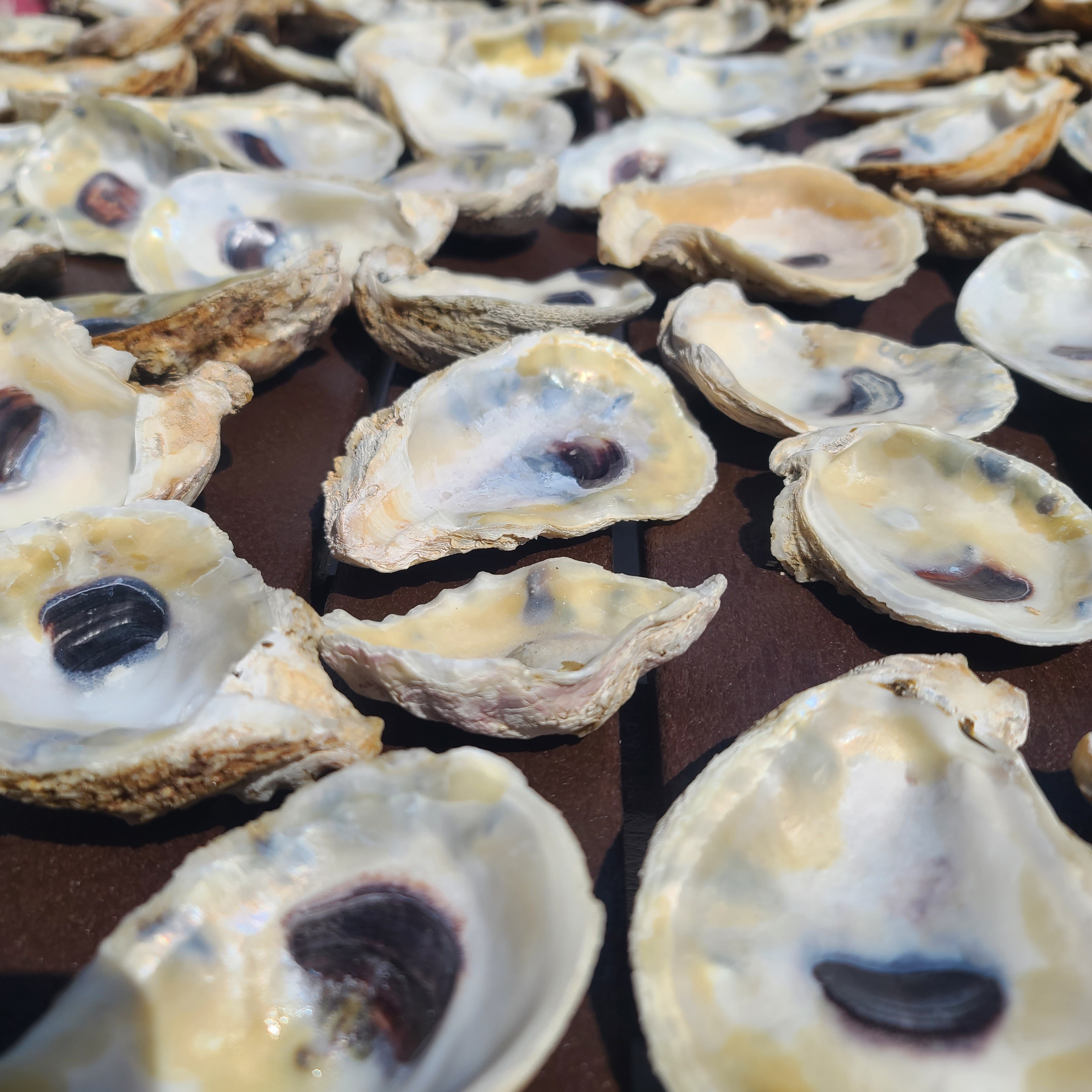 Mixed Bag of Oyster Shells 4-5 Inch - Etsy